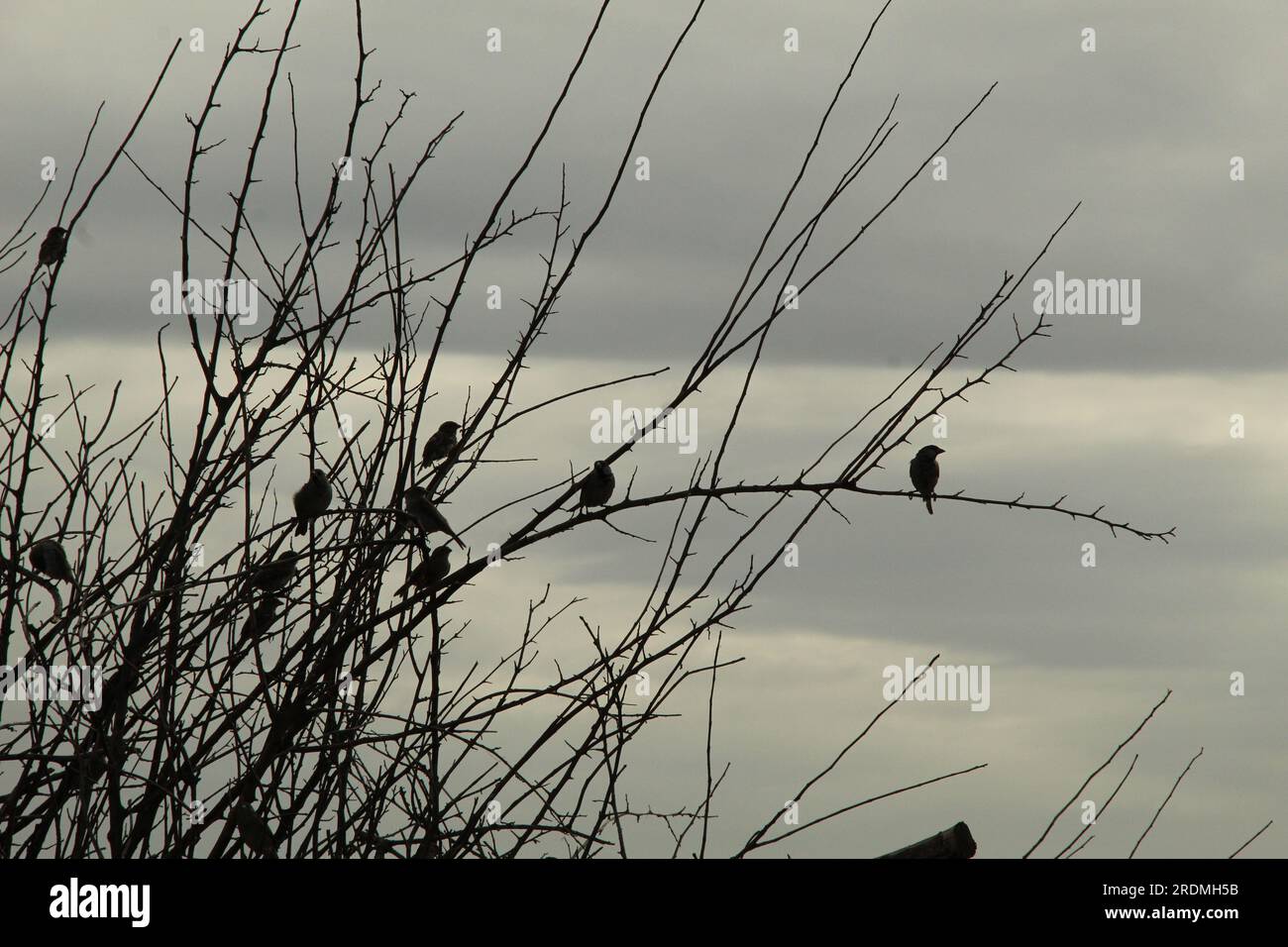 Flock birds on branches tree hi-res stock photography and images - Alamy