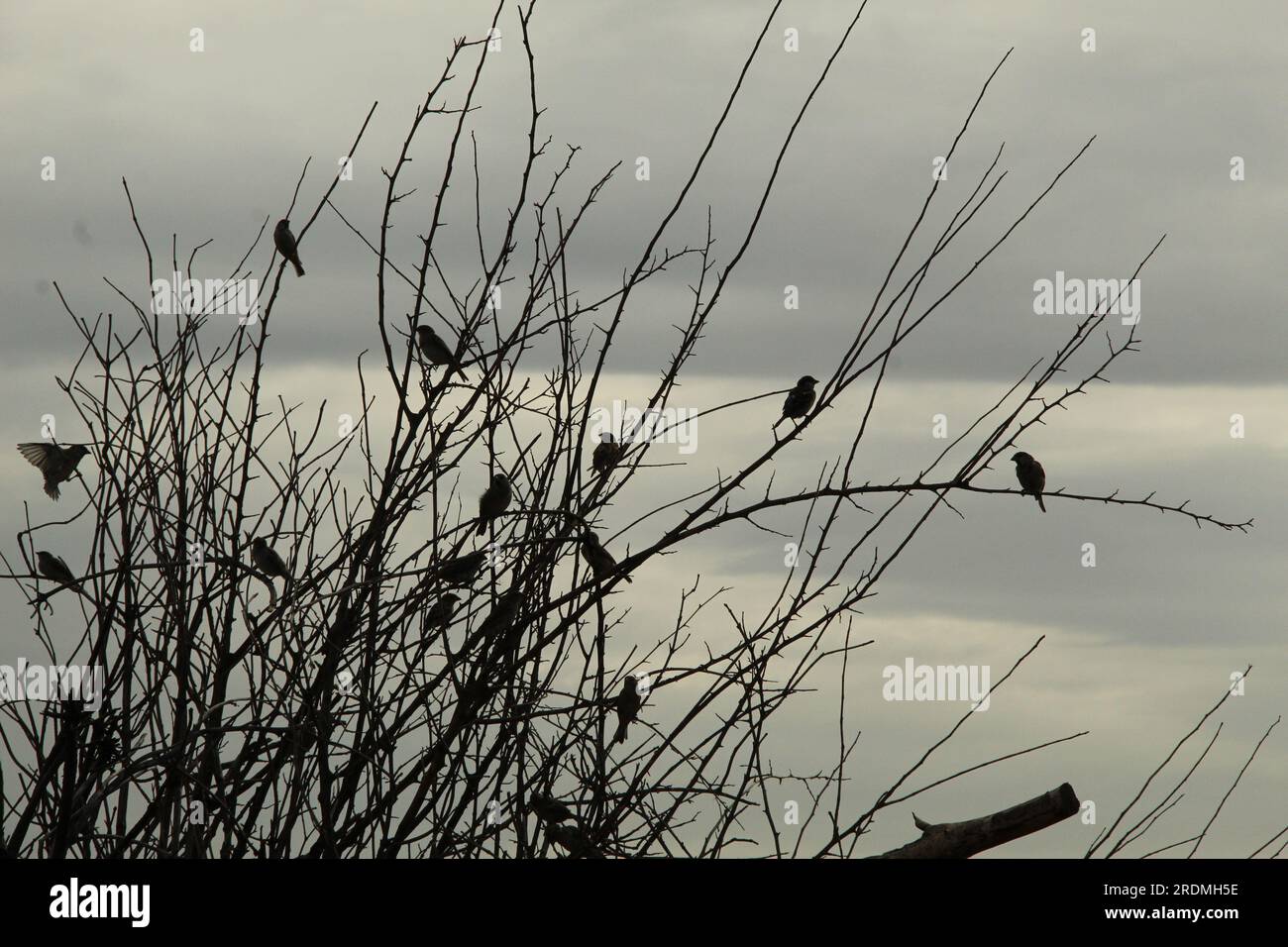 Flock birds on branches tree hi-res stock photography and images - Alamy