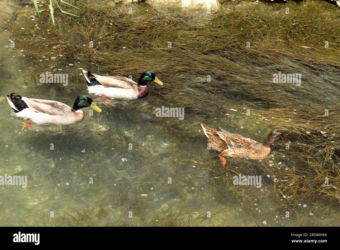 Duck swimming in a shallow pond Stock Photo - Alamy