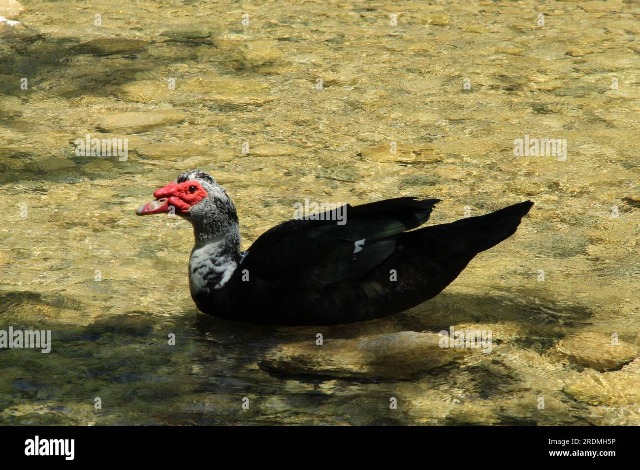 Pond flow hi-res stock photography and images - Alamy