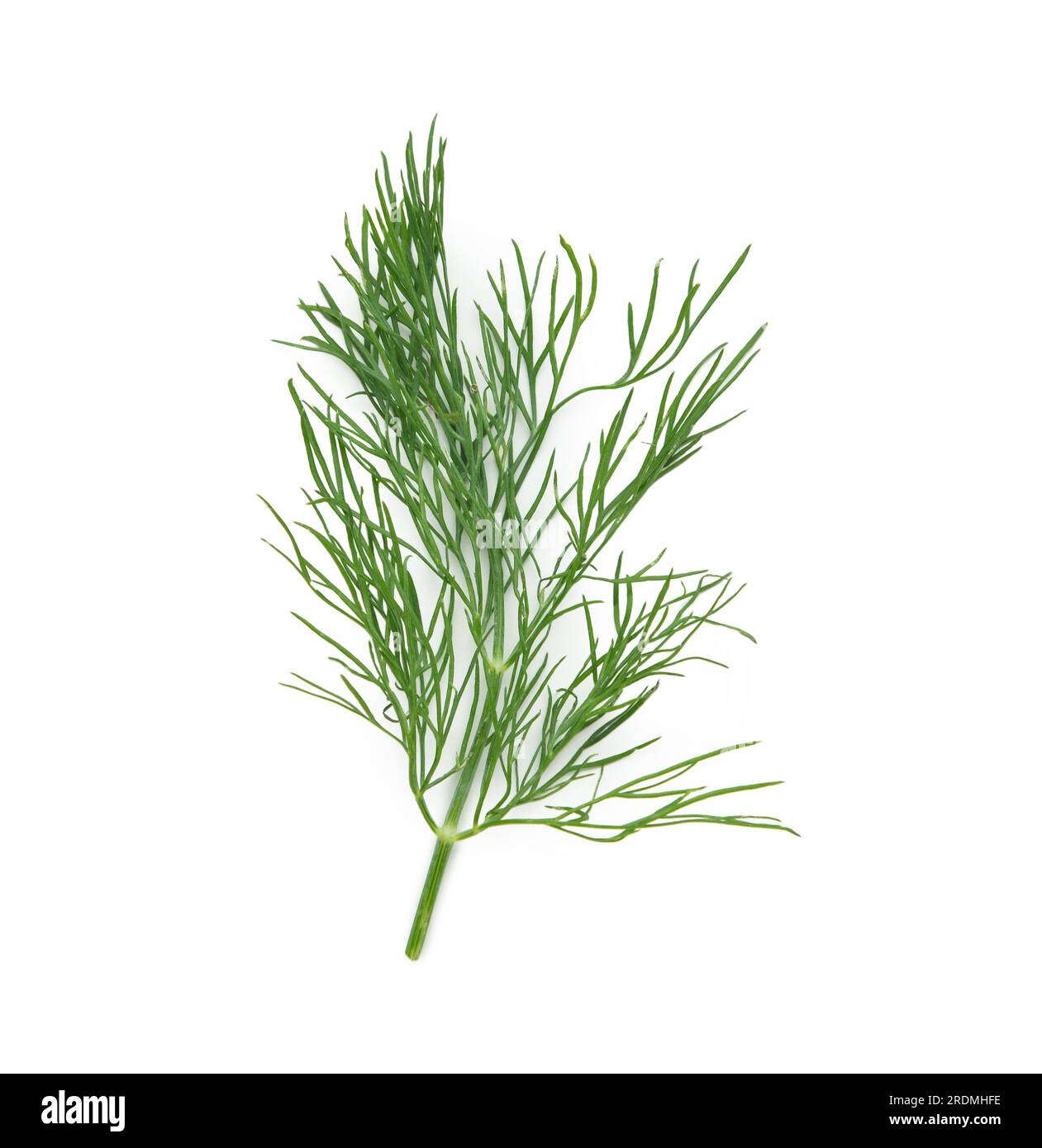 Fresh dill isolated on white background Stock Photo - Alamy