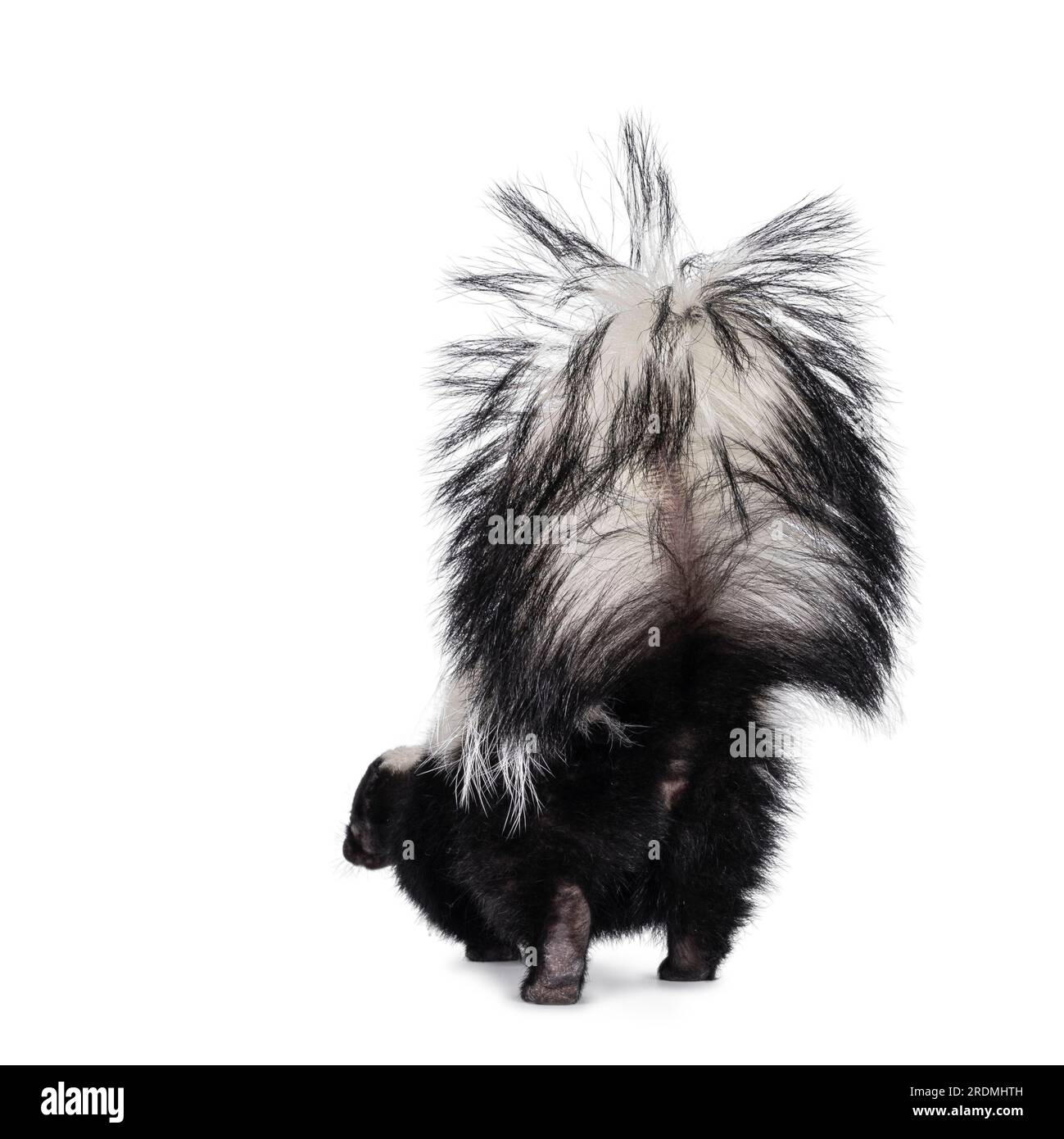 Cute classic black with white stripe young skunk aka Mephitis mephitis ...