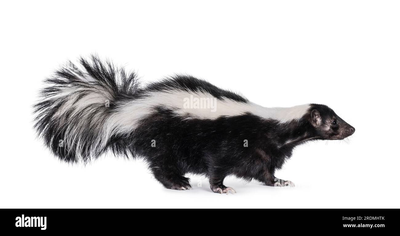 Cute classic black with white stripe young skunk aka Mephitis mephitis ...