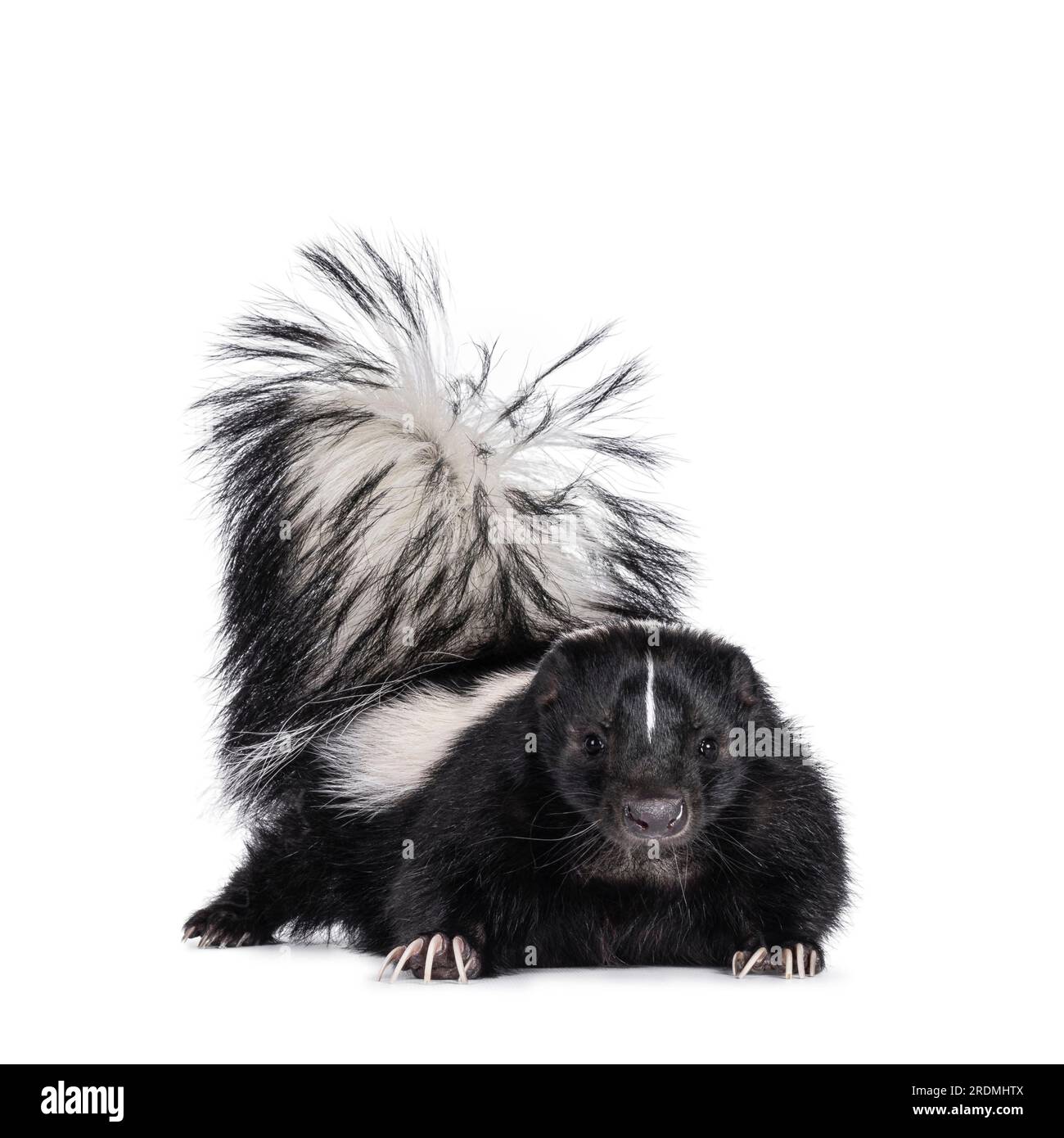 High detailed shot young Cut Out Stock Images & Pictures - Alamy