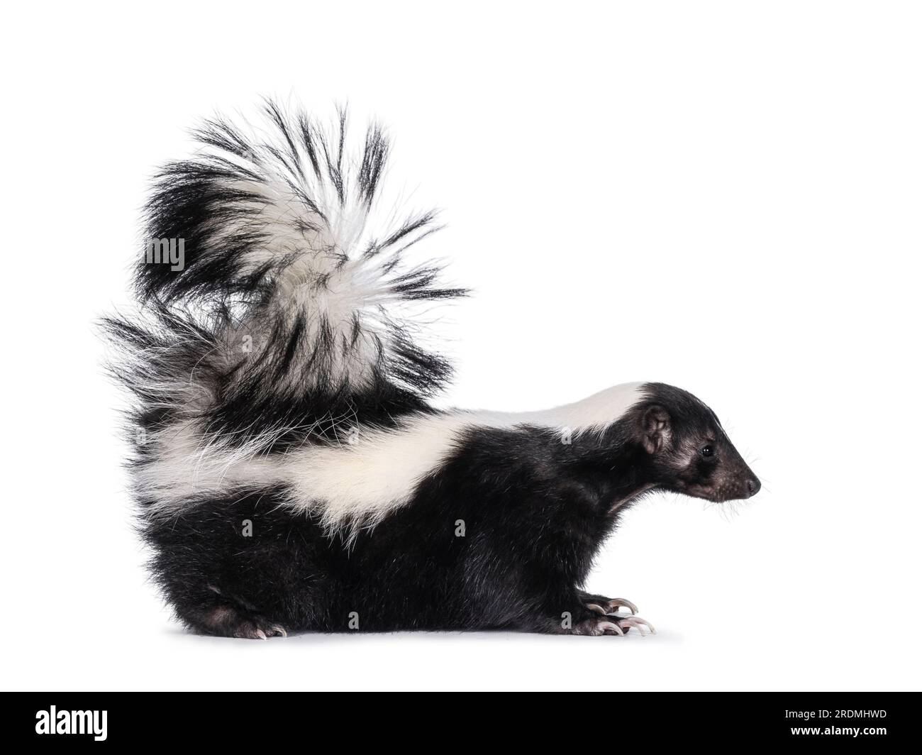 Cute classic black with white stripe young skunk aka Mephitis mephitis ...