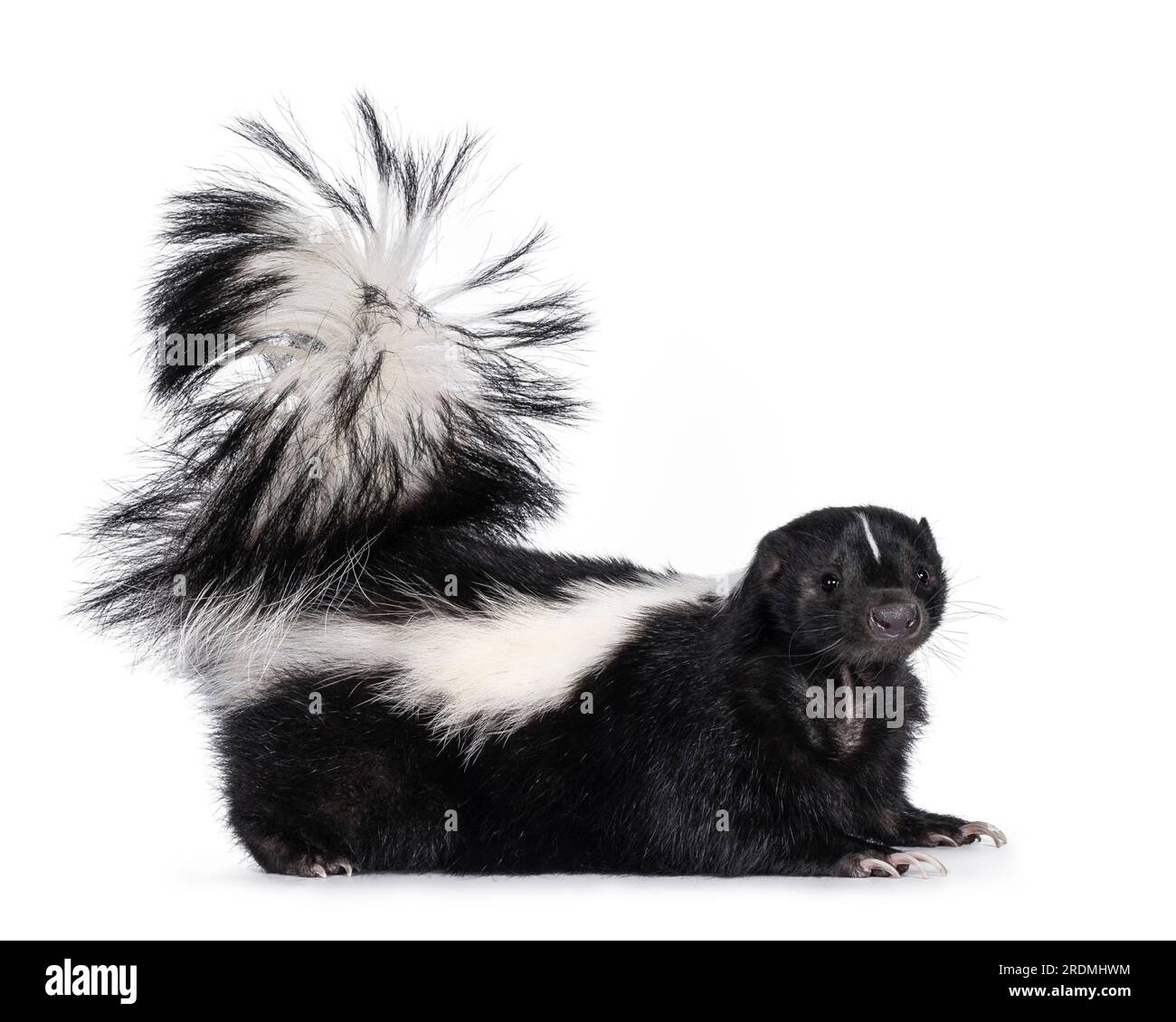 Cute classic black with white stripe young skunk aka Mephitis mephitis ...