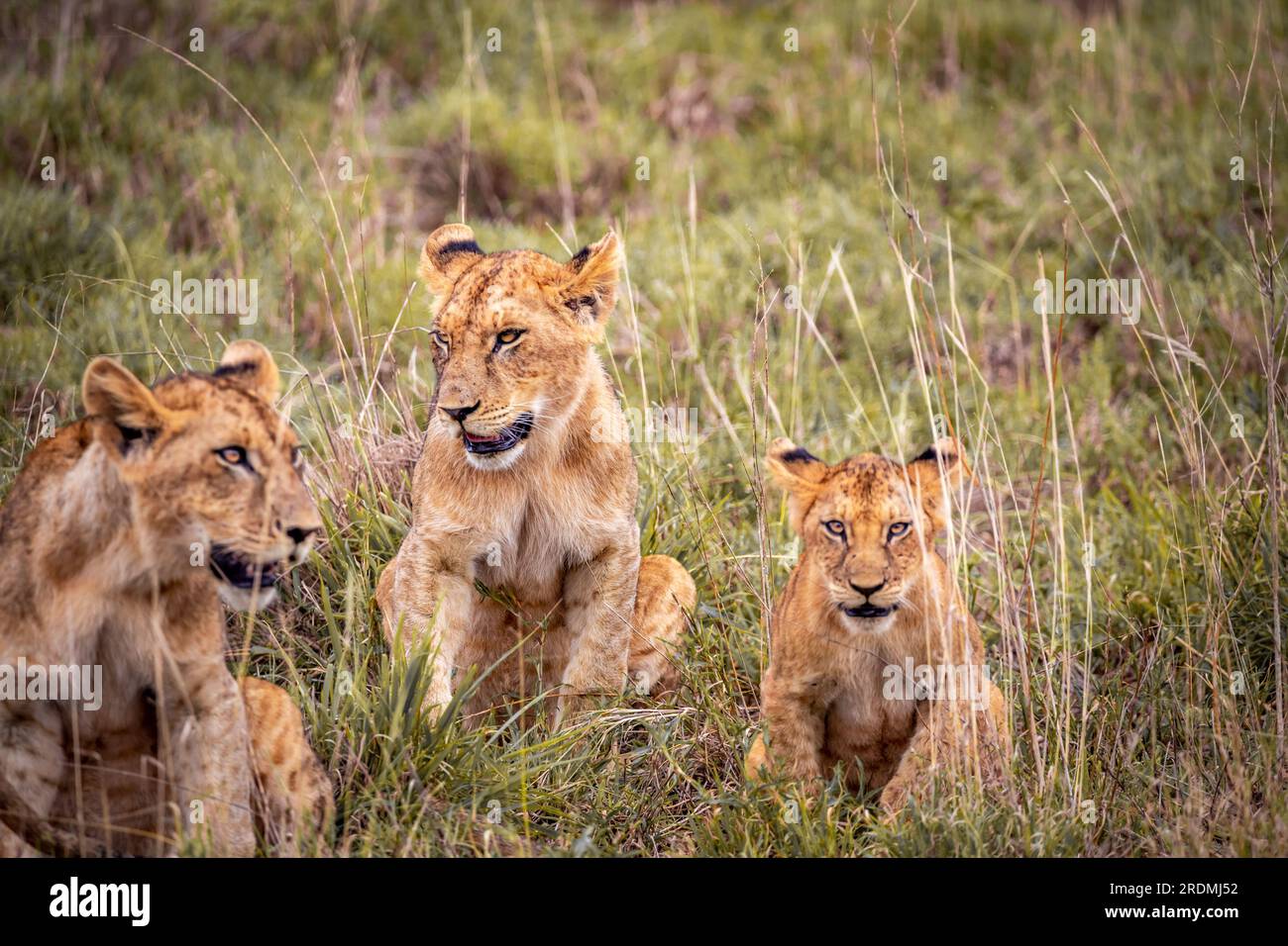 Cute little lion cubs on safari in the steppe of Africa playing and ...