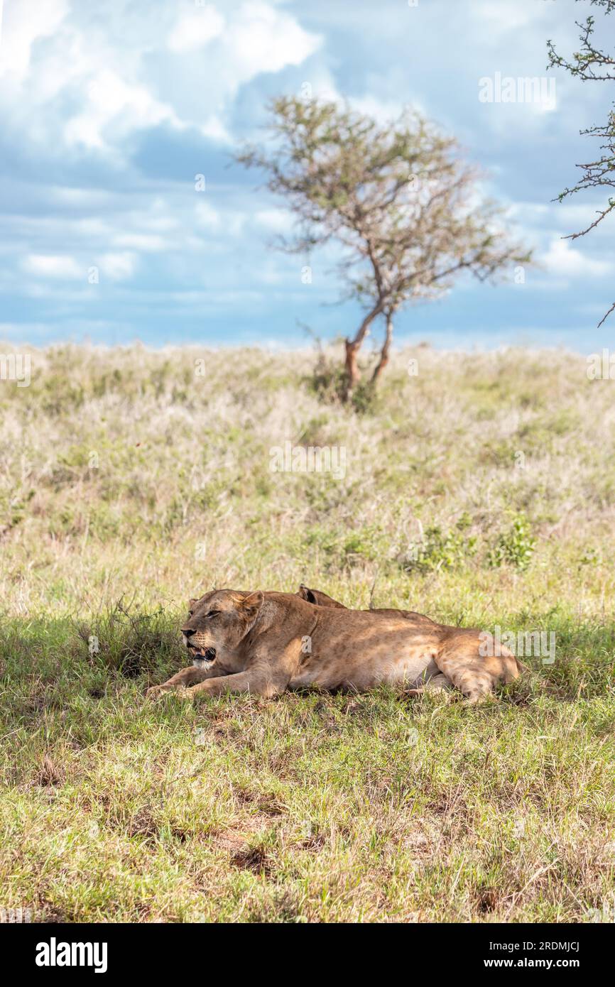 Lion family with young lions. in a savanna landscape after the hunt ...