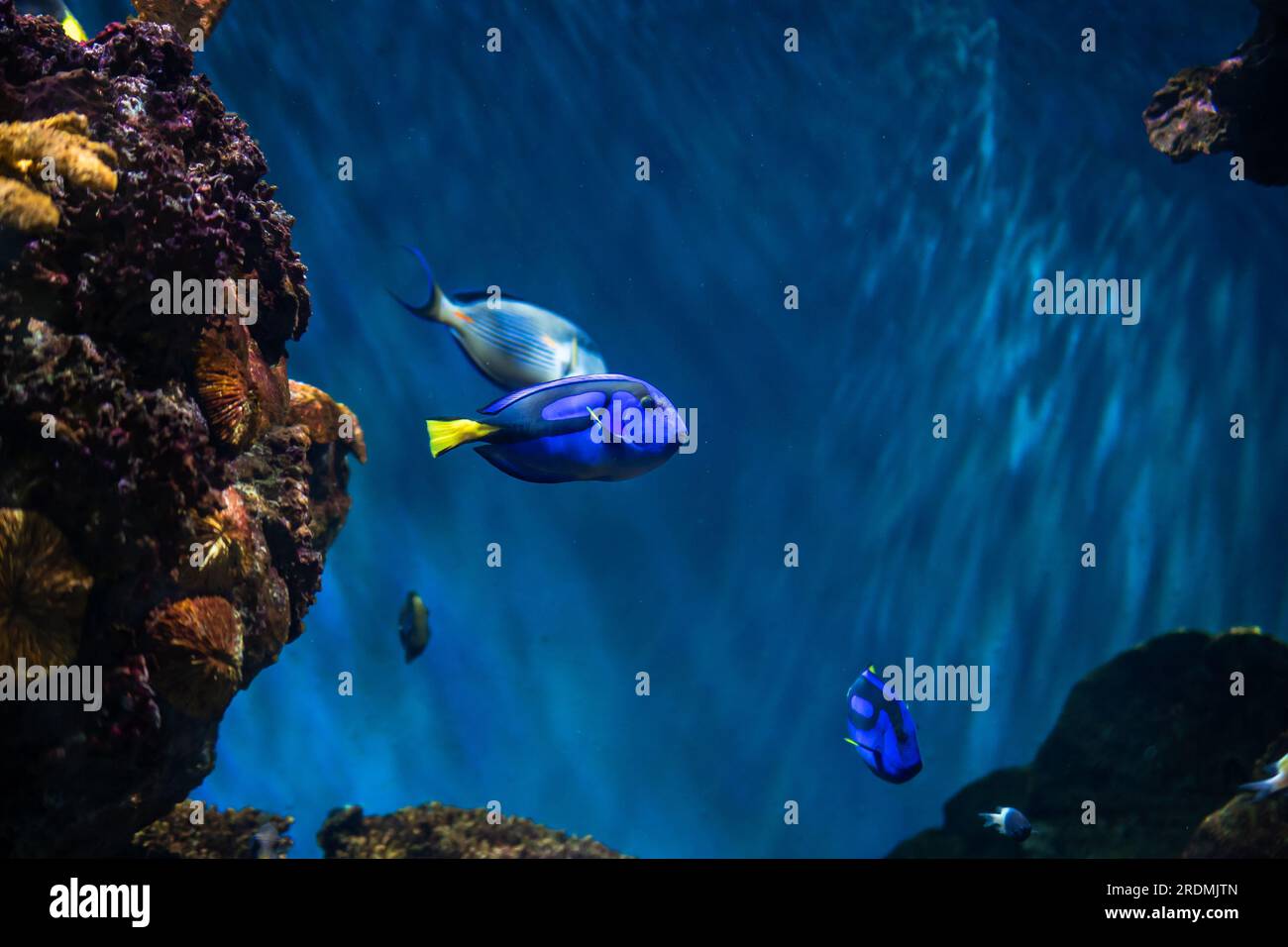 Swimming among the corals is a blue Palette surgeonfish fish, which has ...
