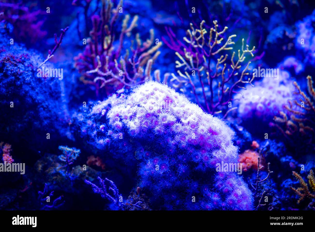 Amazing beautiful corals at the bottom. Corals look like flowers Stock ...