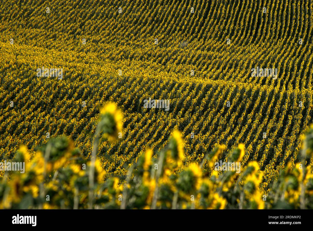 panorama della campagna coltivata marchigiana del montefeltro Stock ...