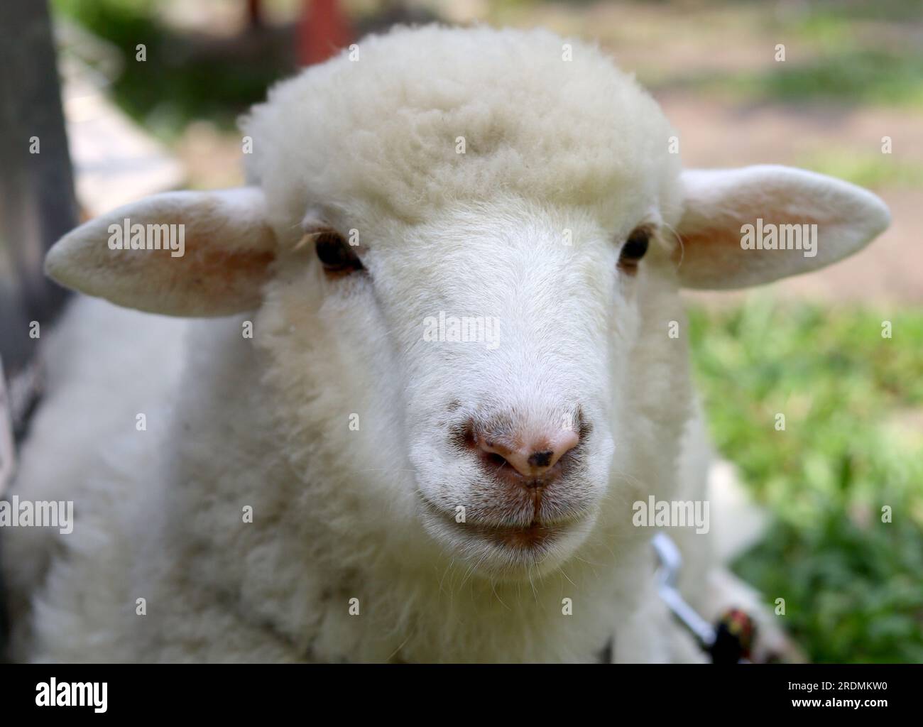 Close up portrait of a white lam or sheep Stock Photo - Alamy