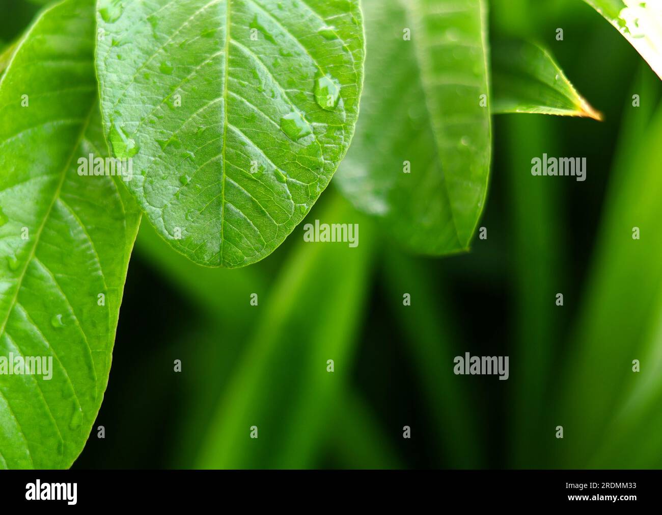 Natural fresh green guava leaves with water drops Stock Photo - Alamy