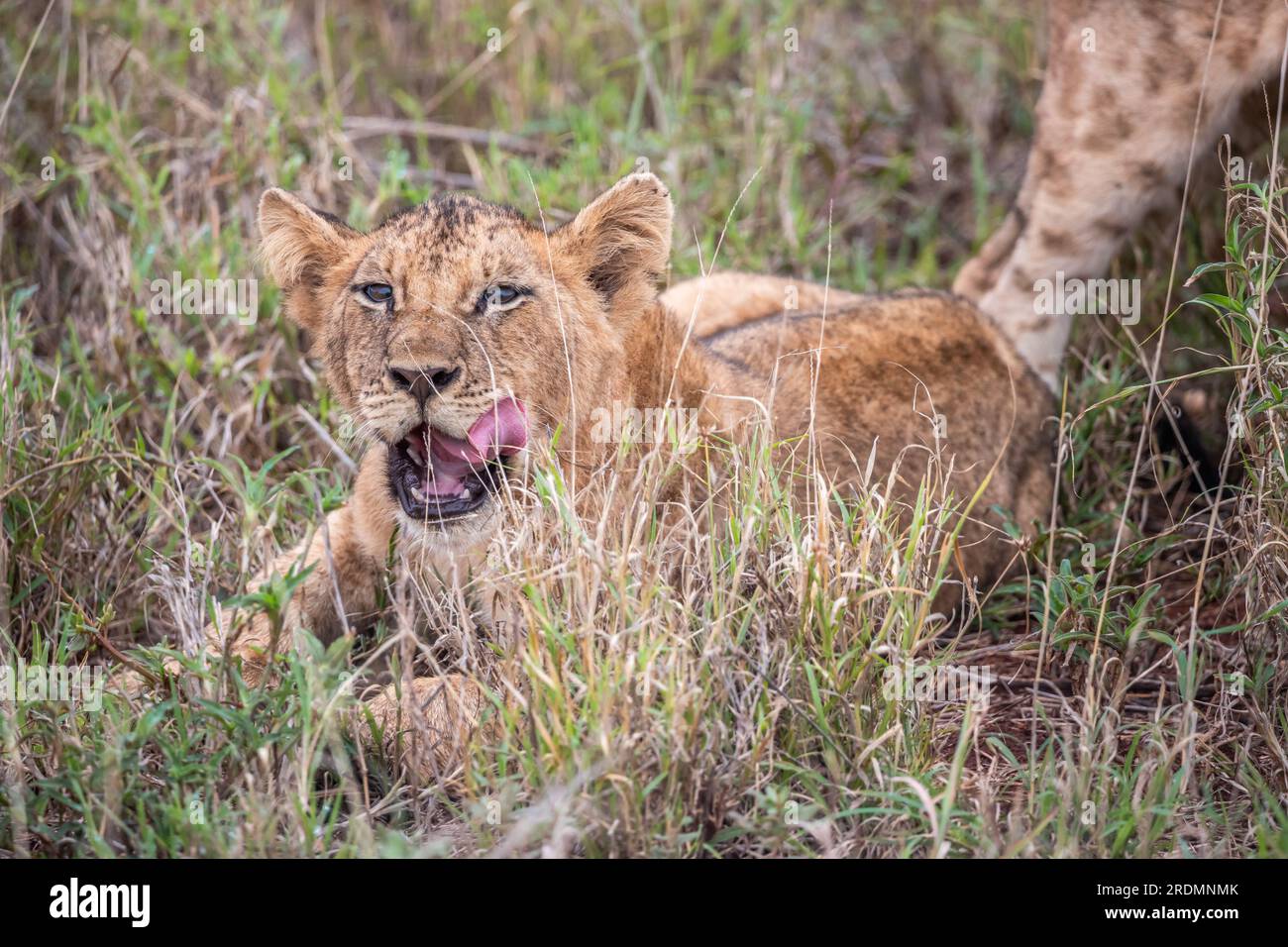 Cute little lion cubs on safari in the steppe of Africa playing and ...