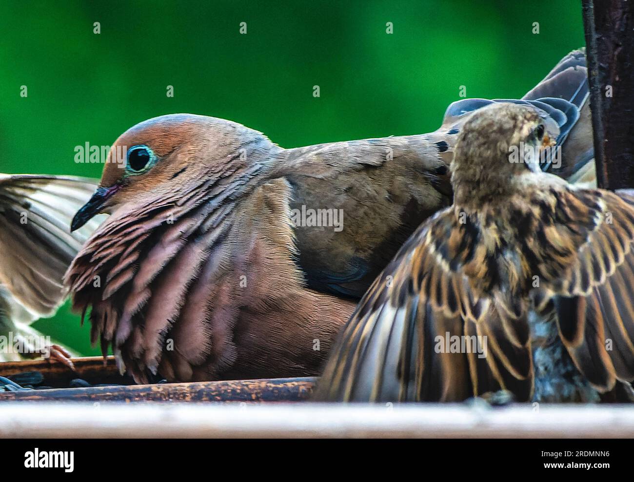 A Mourning Dove with other birds on the birdfeeder Stock Photo - Alamy