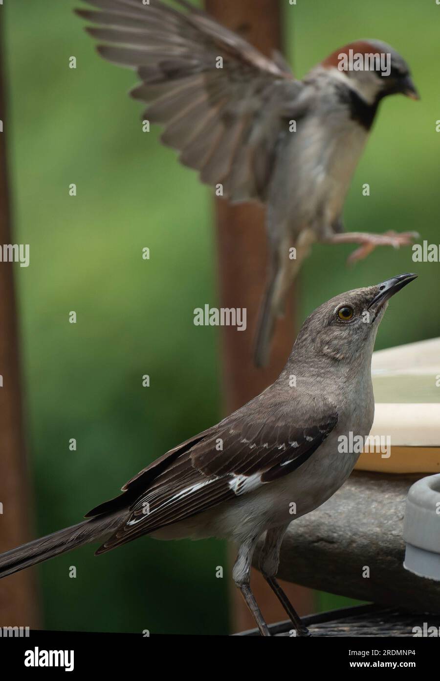 Northern Mockingbird poses on the deck Stock Photo - Alamy