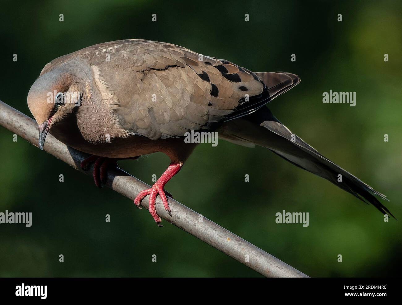 A Mourning Dove looks down from a high perch Stock Photo - Alamy