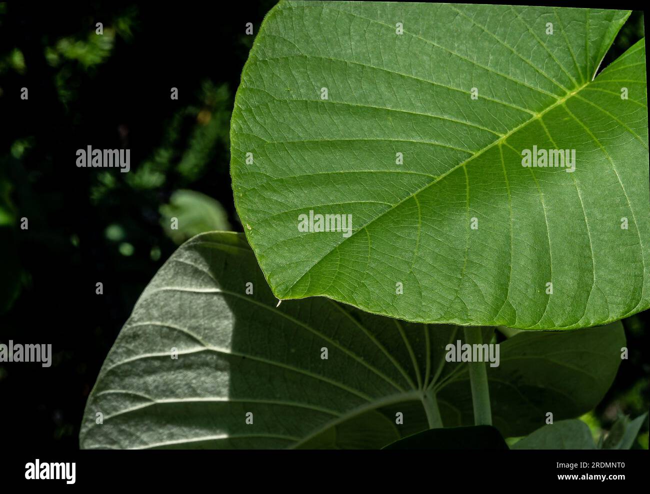 Overlapping leaves hi-res stock photography and images - Alamy