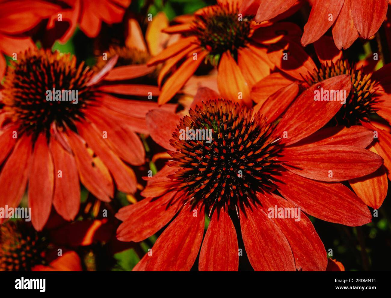 Cone Flowers in bright sunlight Stock Photo - Alamy