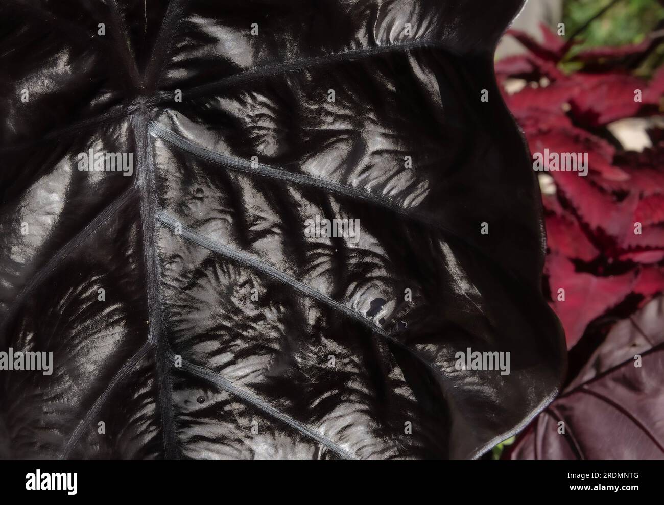 Details on a shiny black plant leaf Stock Photo - Alamy