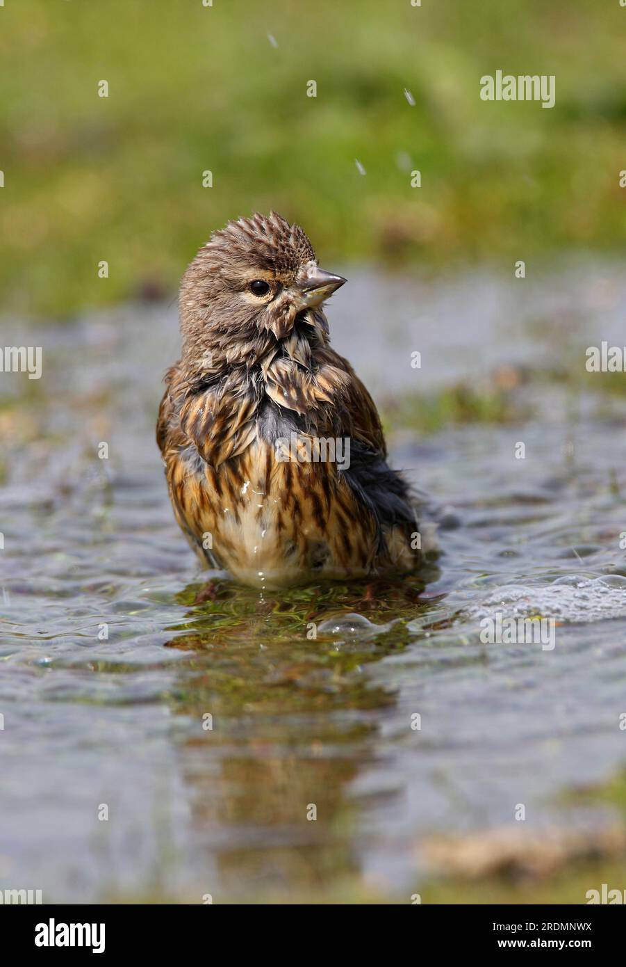 Common Linnet (Carduelis cannabina) adult female bathing Eccles-on-Sea ...