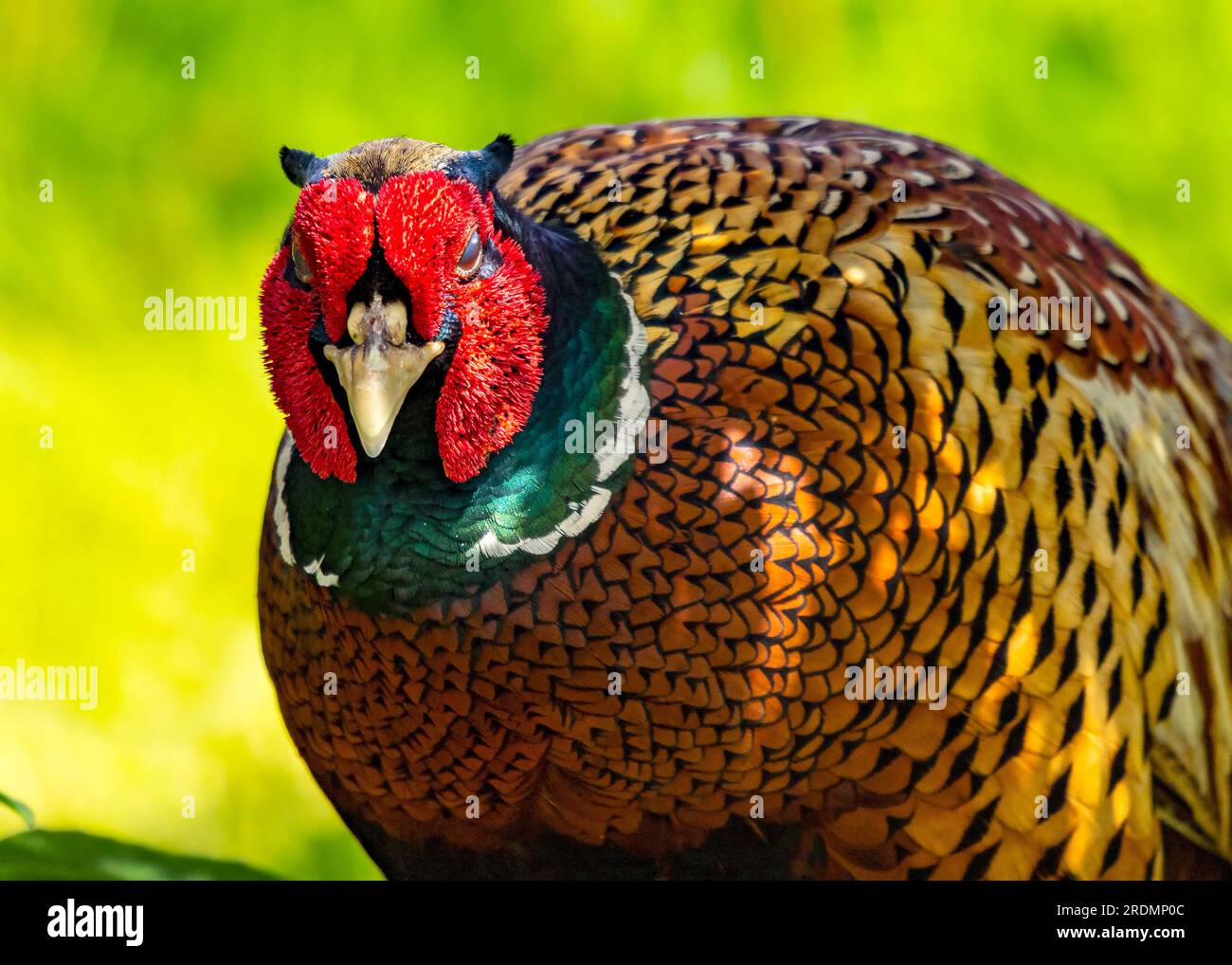 Common Pheasant Phasinaus colchicus Stock Photo - Alamy