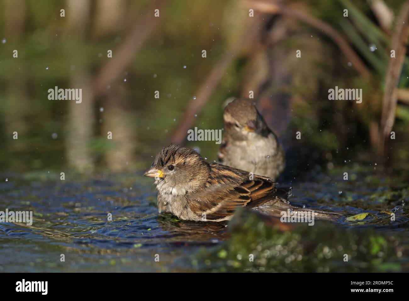 Immature house sparrow hi-res stock photography and images - Alamy