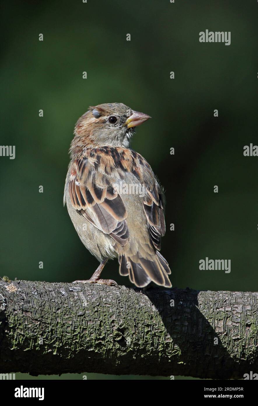 Immature house sparrow hi-res stock photography and images - Alamy