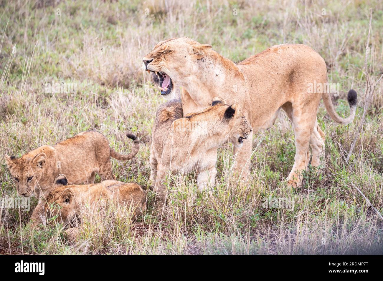 Lion family with young lions. in a savanna landscape after the hunt ...