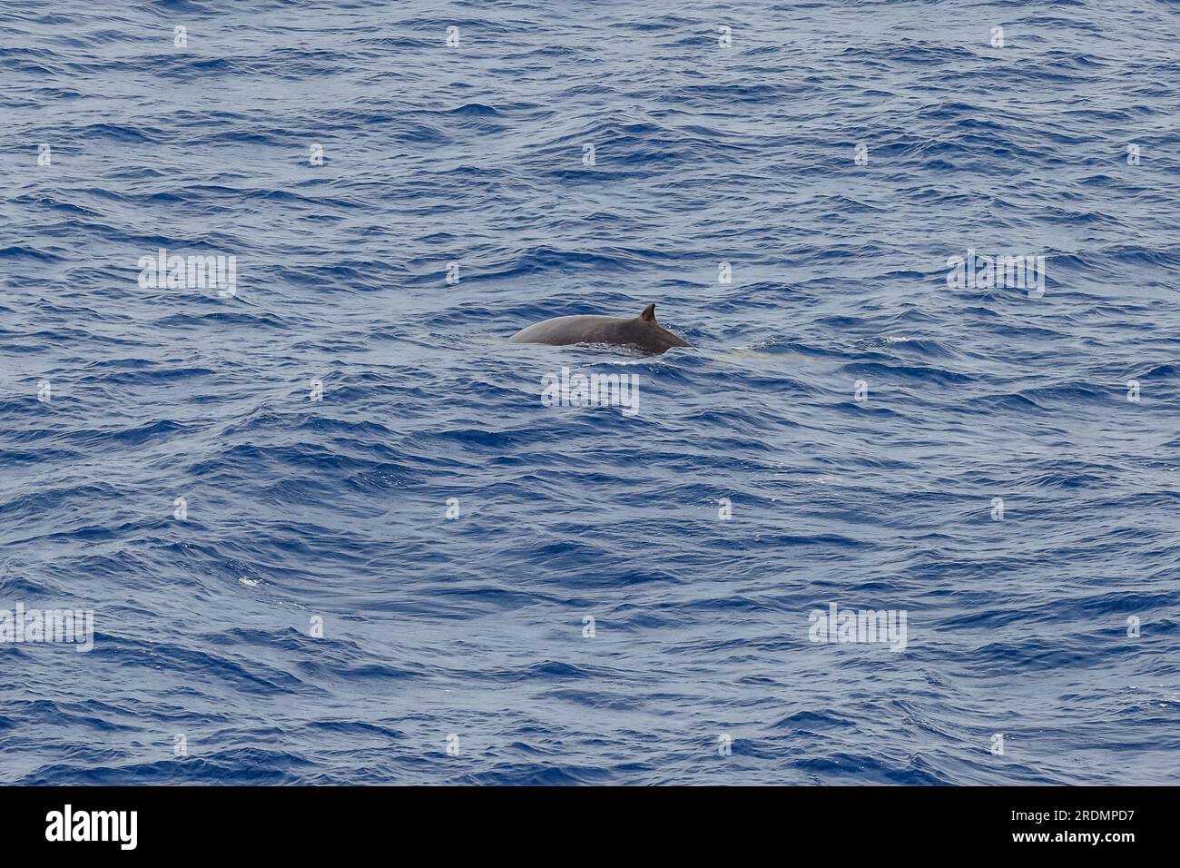 Cuvier's Beaked Whale or Goose-beaked Whale - Ziphius cavirostris ...