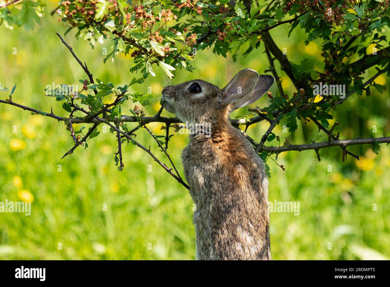 Rabbit Oryctolagus cuniculus Stock Photo - Alamy