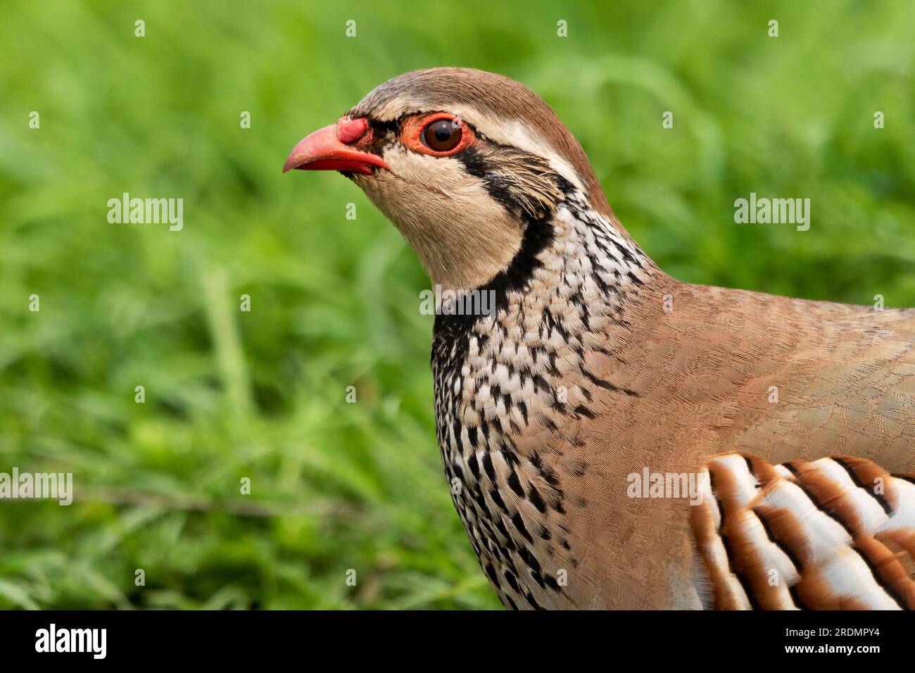 Arable land species hi-res stock photography and images - Alamy