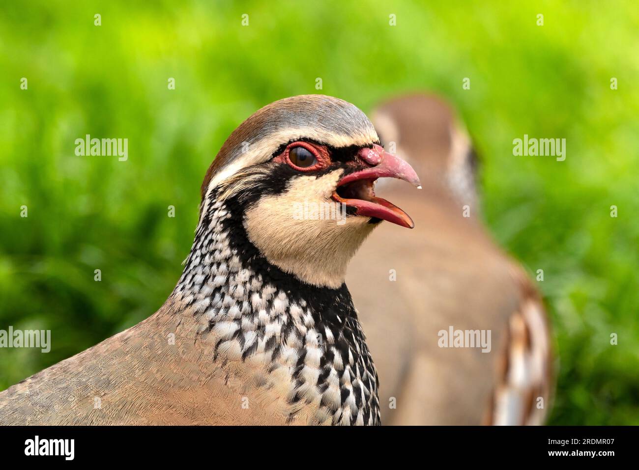 Red-legged Partridge Alectoris rufa Stock Photo - Alamy