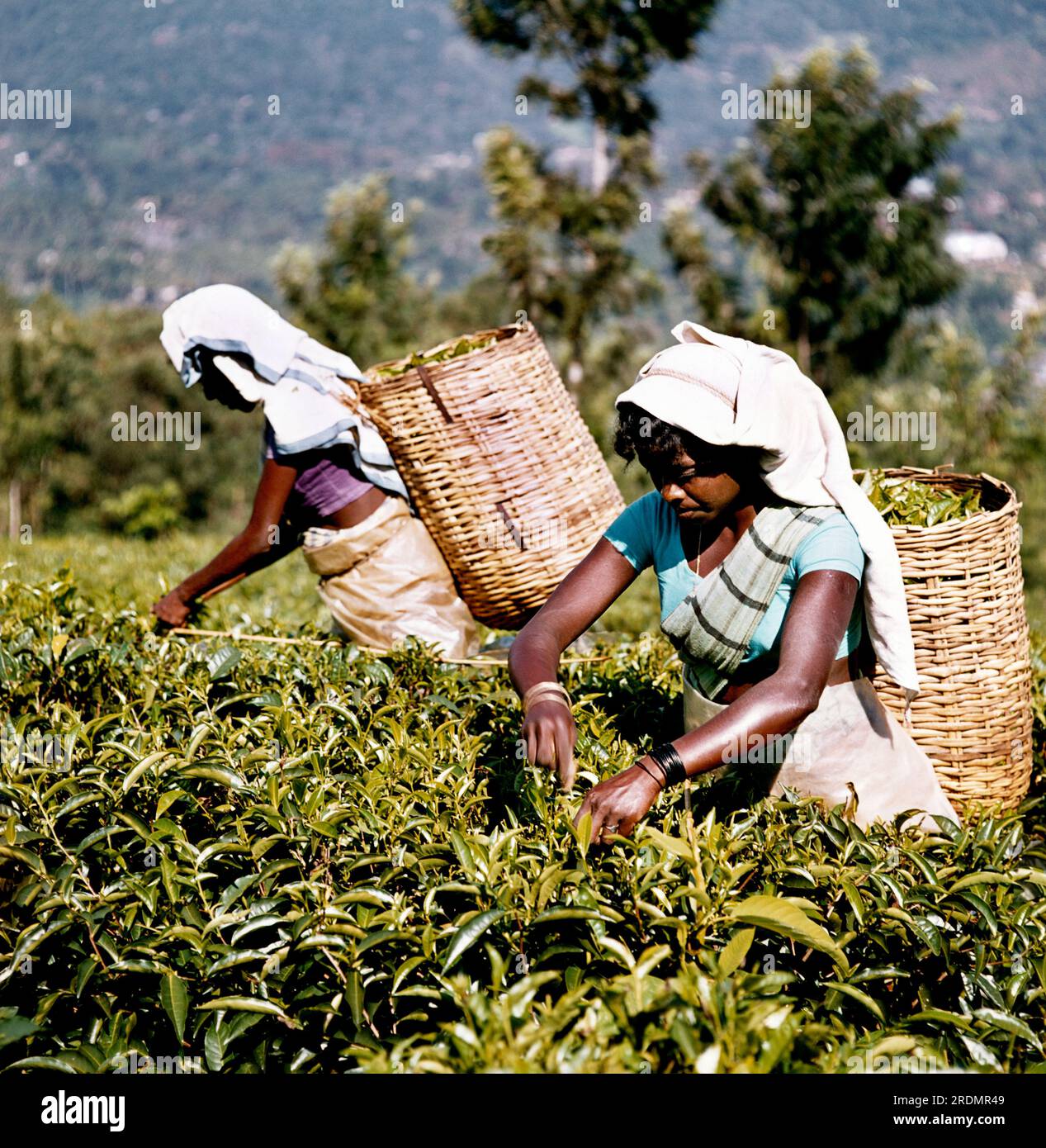 Sri Lanka Workers Picking Tea Leaves at Tea Plantation Stock Photo - Alamy