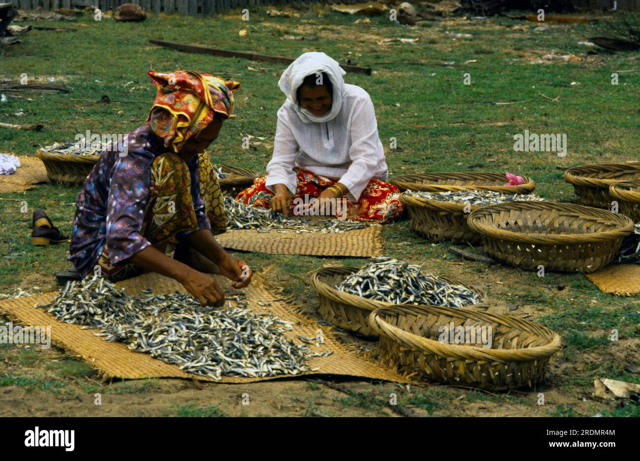Malaysia Malacca Marang Women Cleaning & Sorting Fish Stock Photo - Alamy