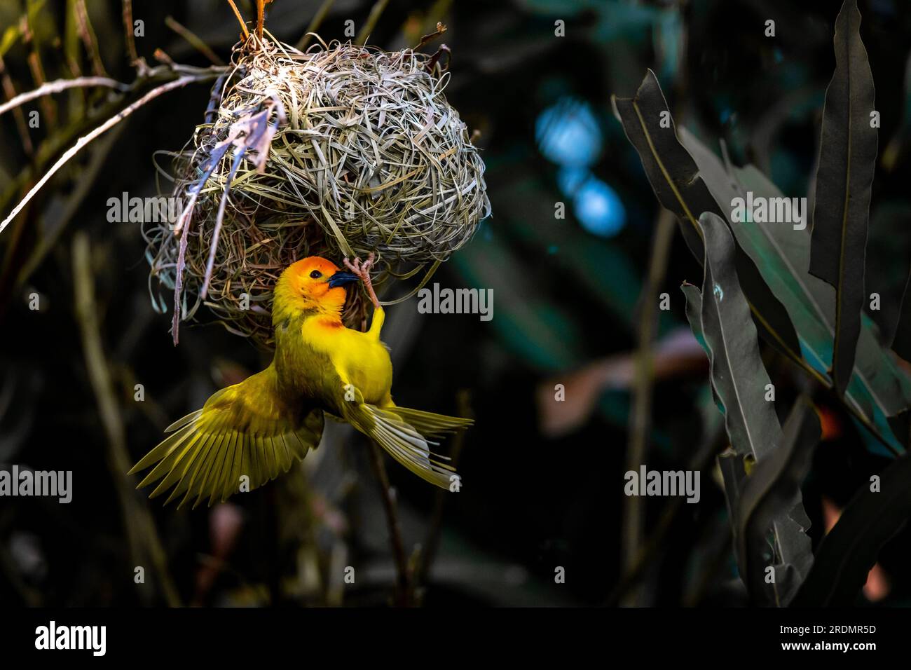 The weaver birds (Ploceidae) from Africa, also known as Widah finches ...