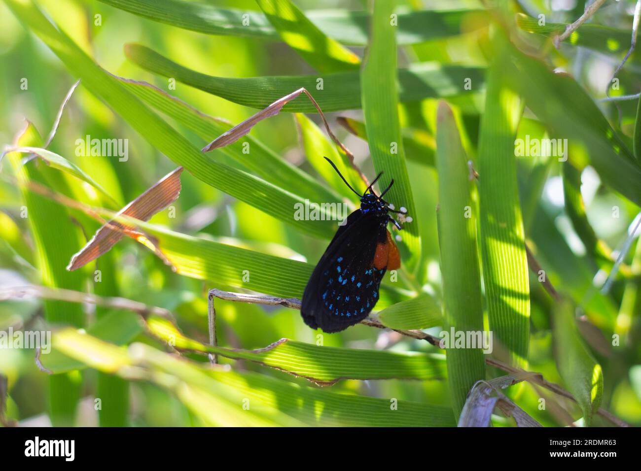Female Atala butterfly laying eggs on her host plant the coontie palm ...