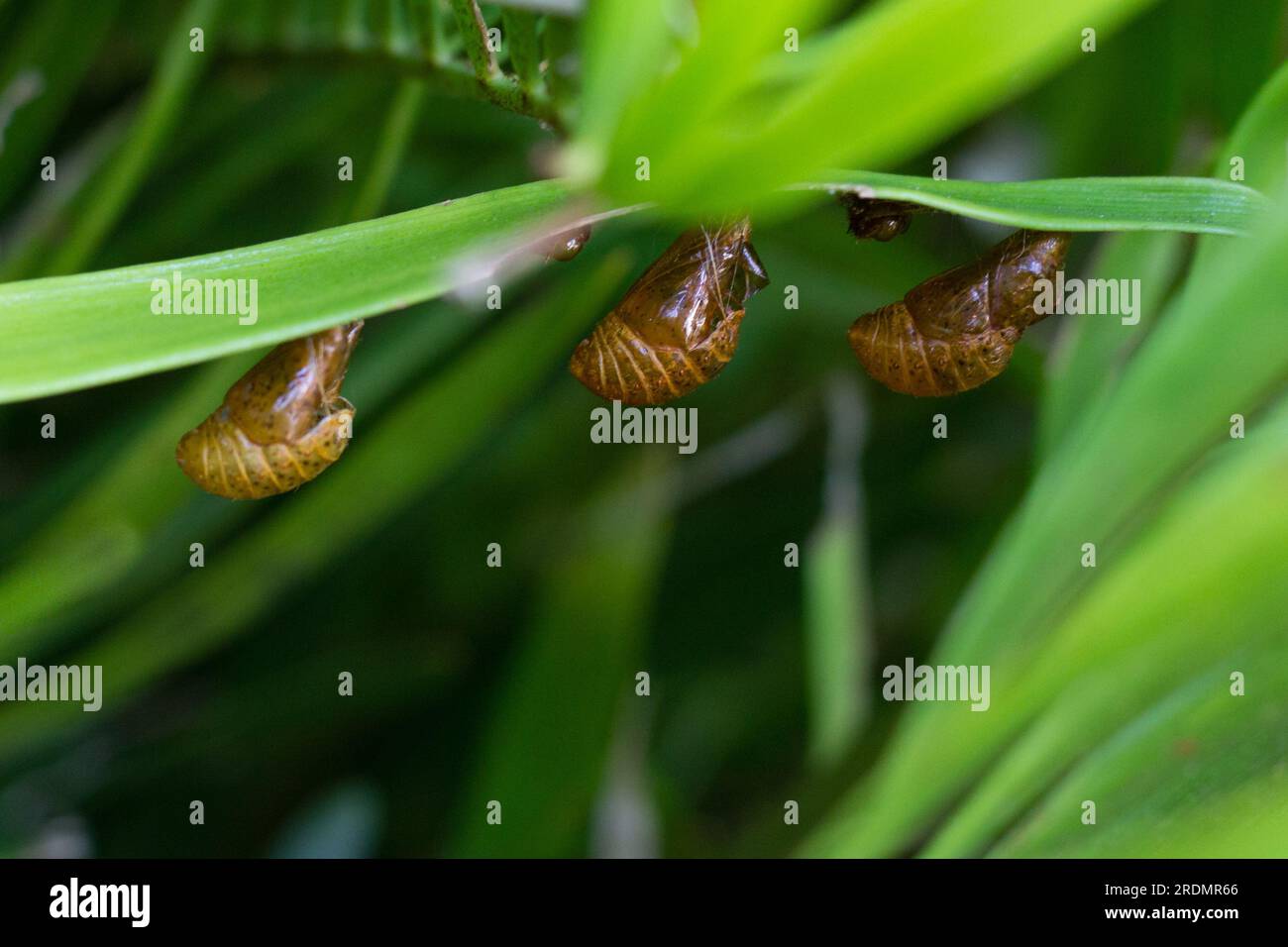 Cocoons from the Atala butterfly hanging on a leaf of its host plant ...