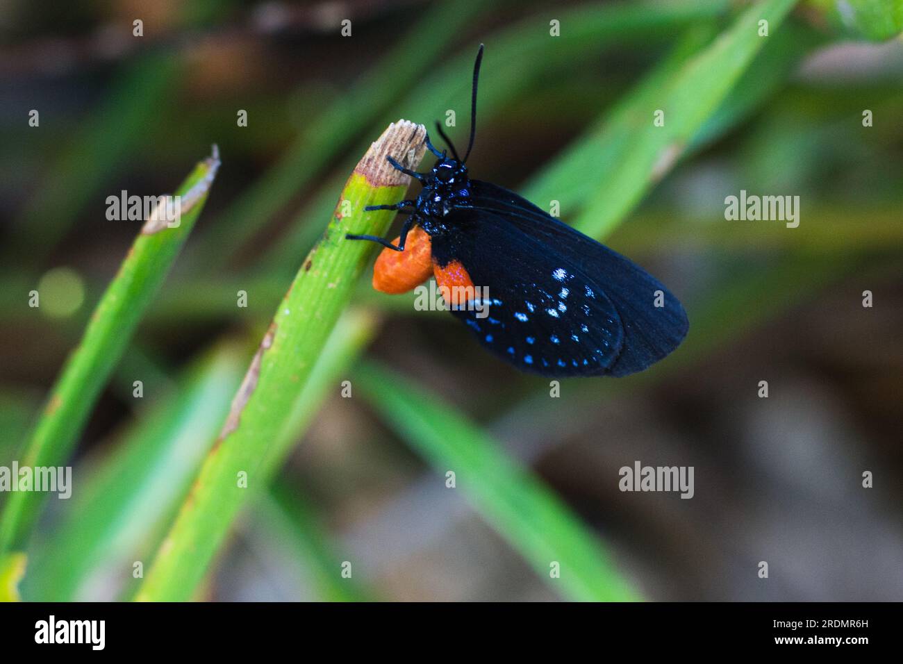 Detailed closeup of rare Atala butterfly with black, orange, and ...