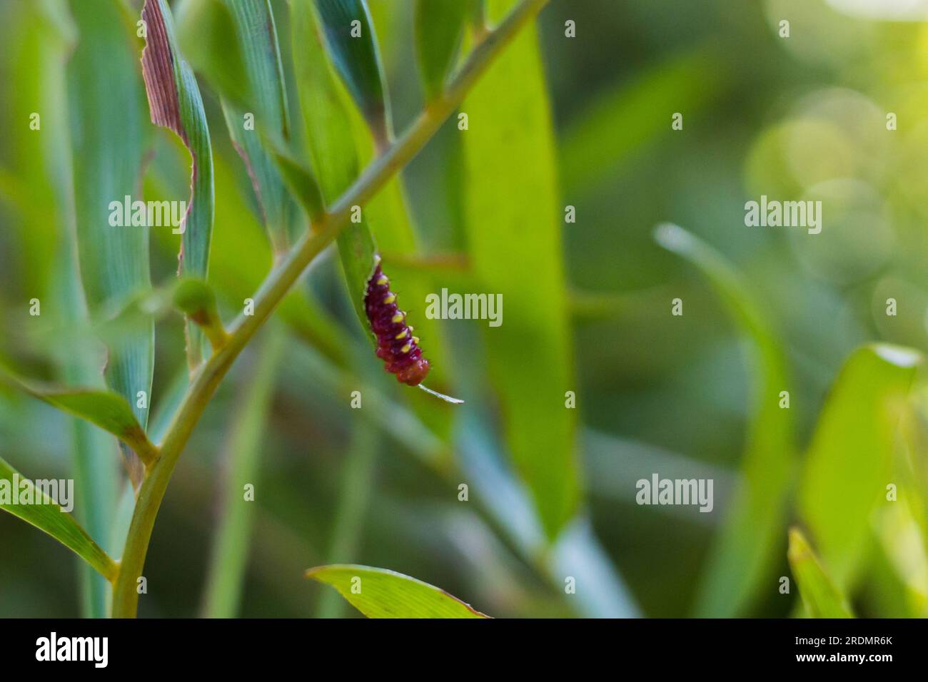 Atala butterfly caterpillar on its host plant the coontie palm with ...