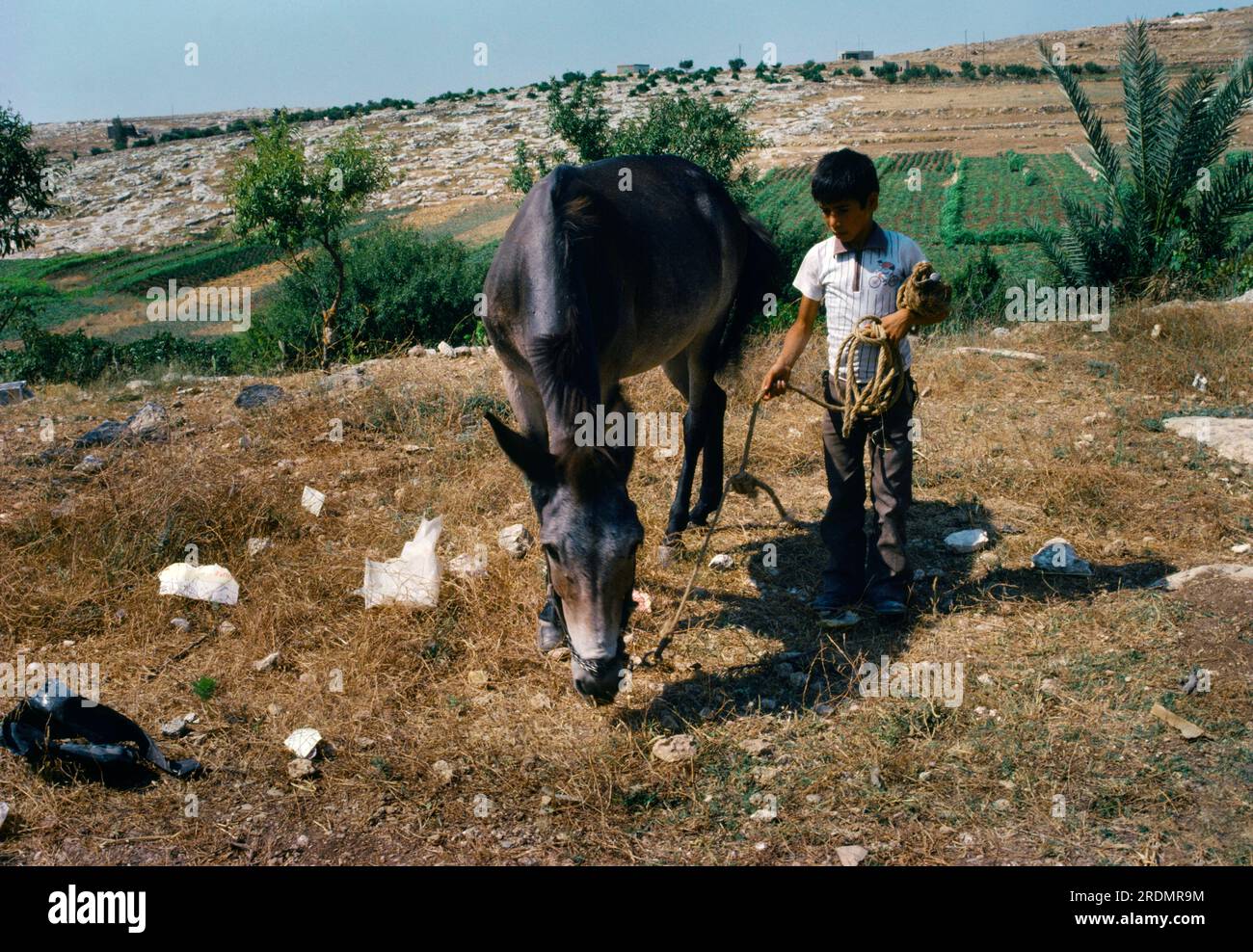 Jerusalem Israel West Bank Boy With Mule Stock Photo - Alamy