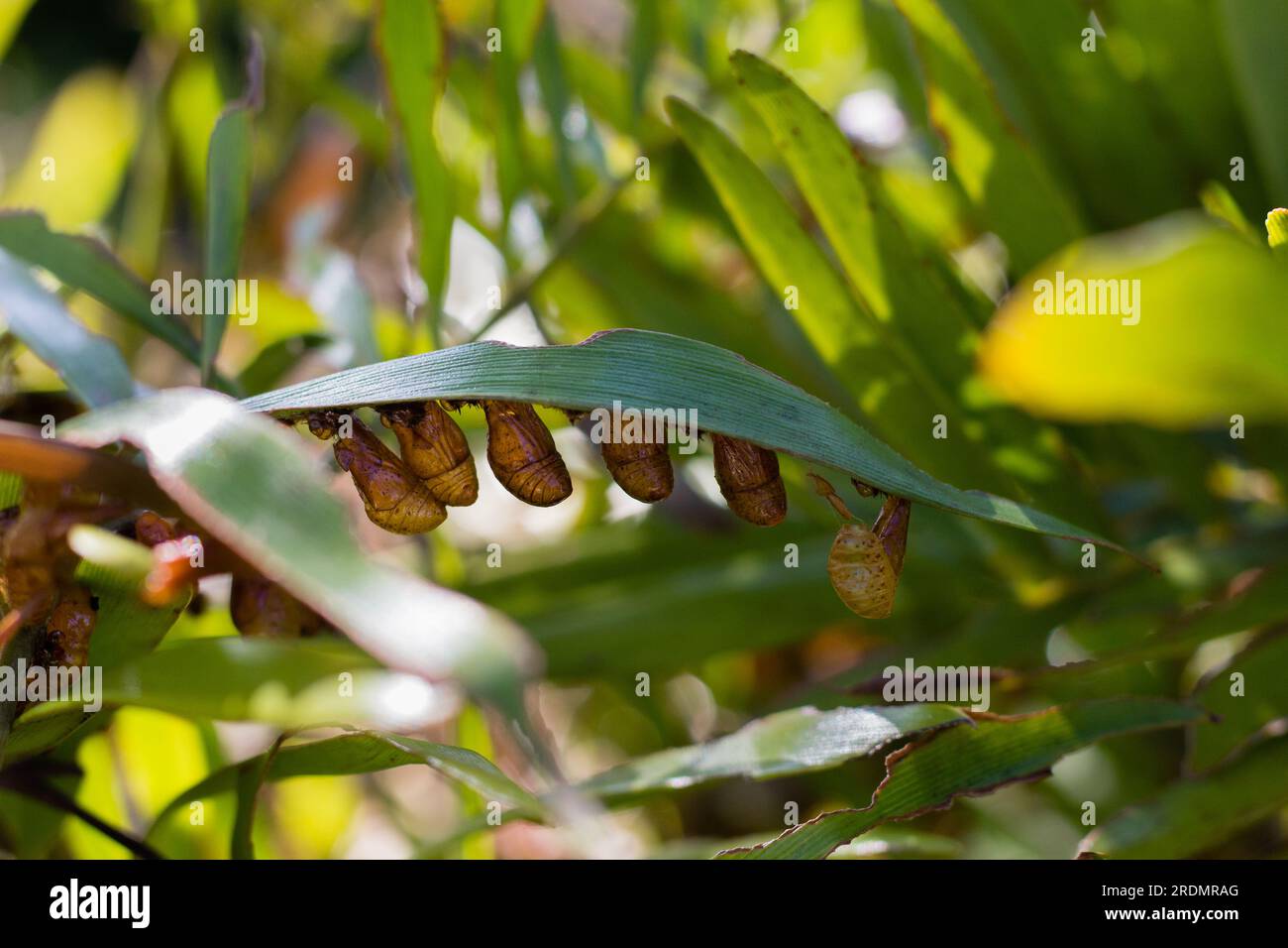 Empty cocoons from the rare Atala butterfly hanging in a row on a leaf ...