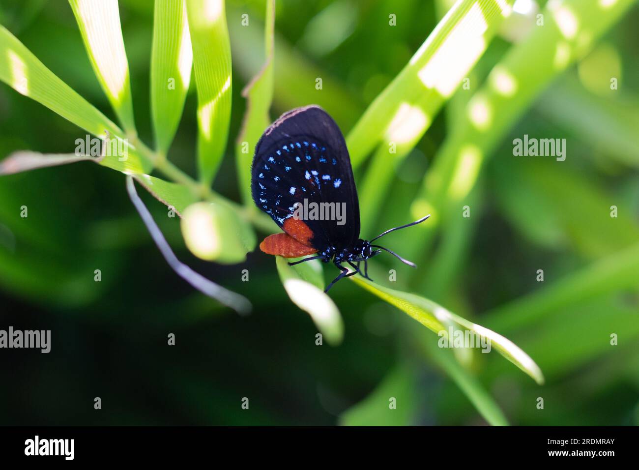 Detailed closeup of rare Atala Butterfly with black, orange, and ...