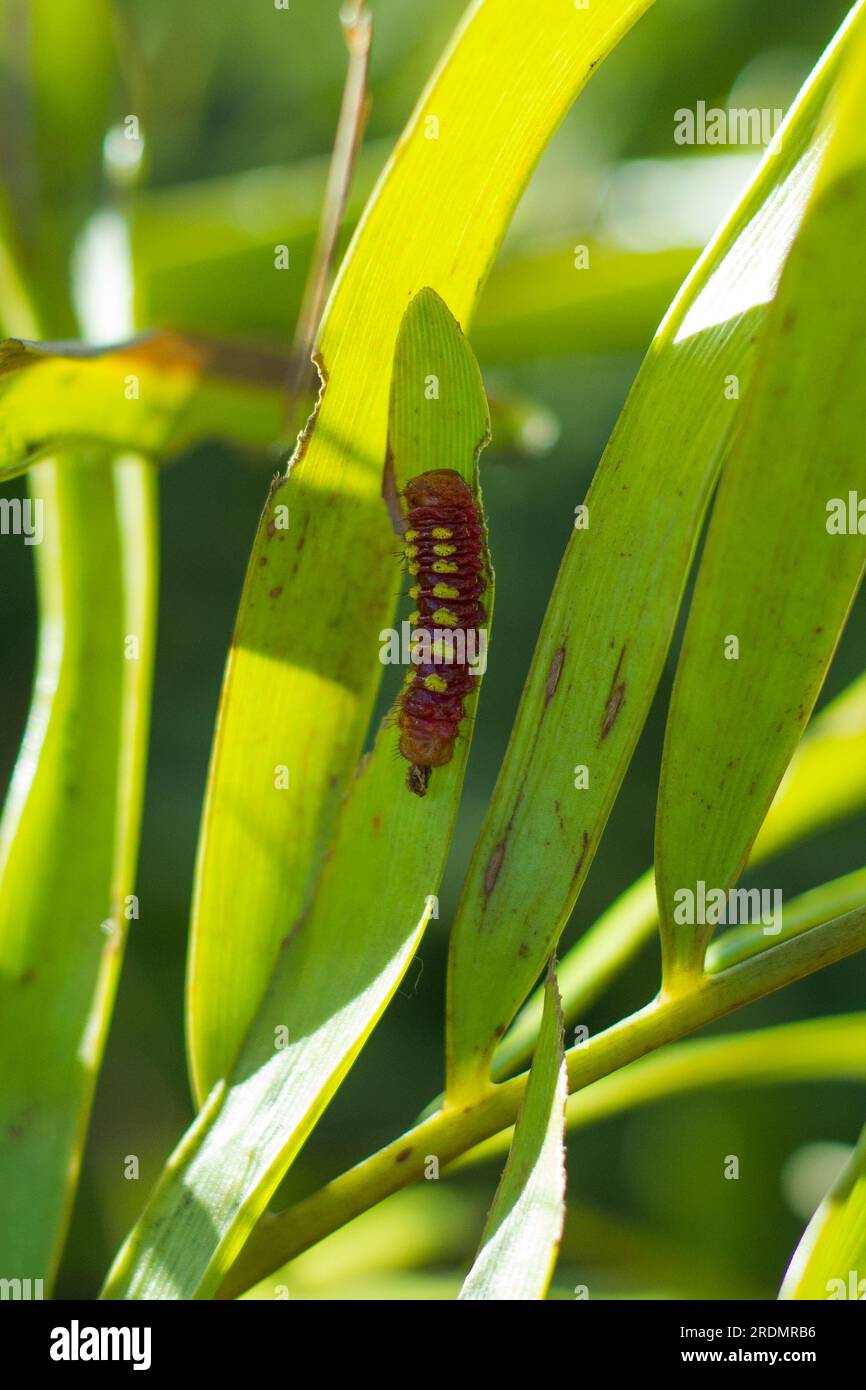 Atala caterpillar hi-res stock photography and images - Alamy Atala caterpillar hi-res stock photography and images - Alamy