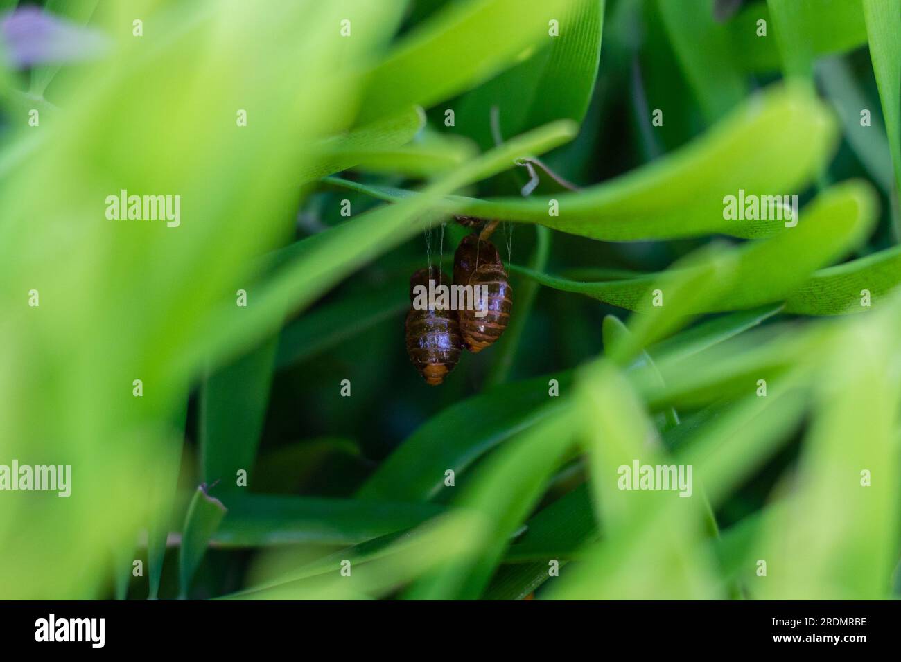 Cocoons from the Atala butterfly hanging on a leaf of its host plant ...