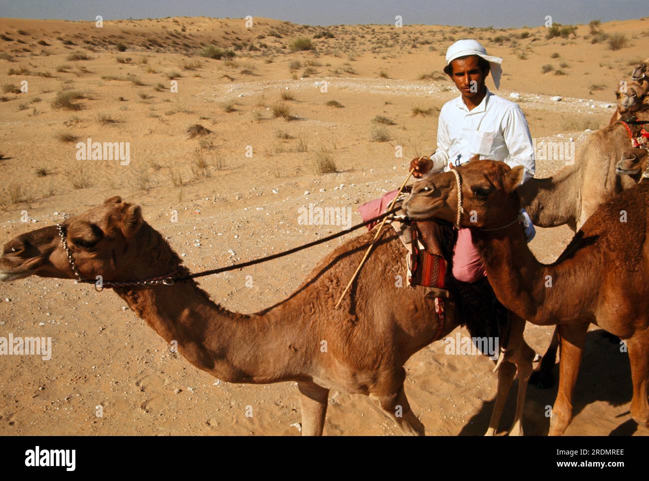 Bedouin Riding Camel Dubai UAE Stock Photo - Alamy