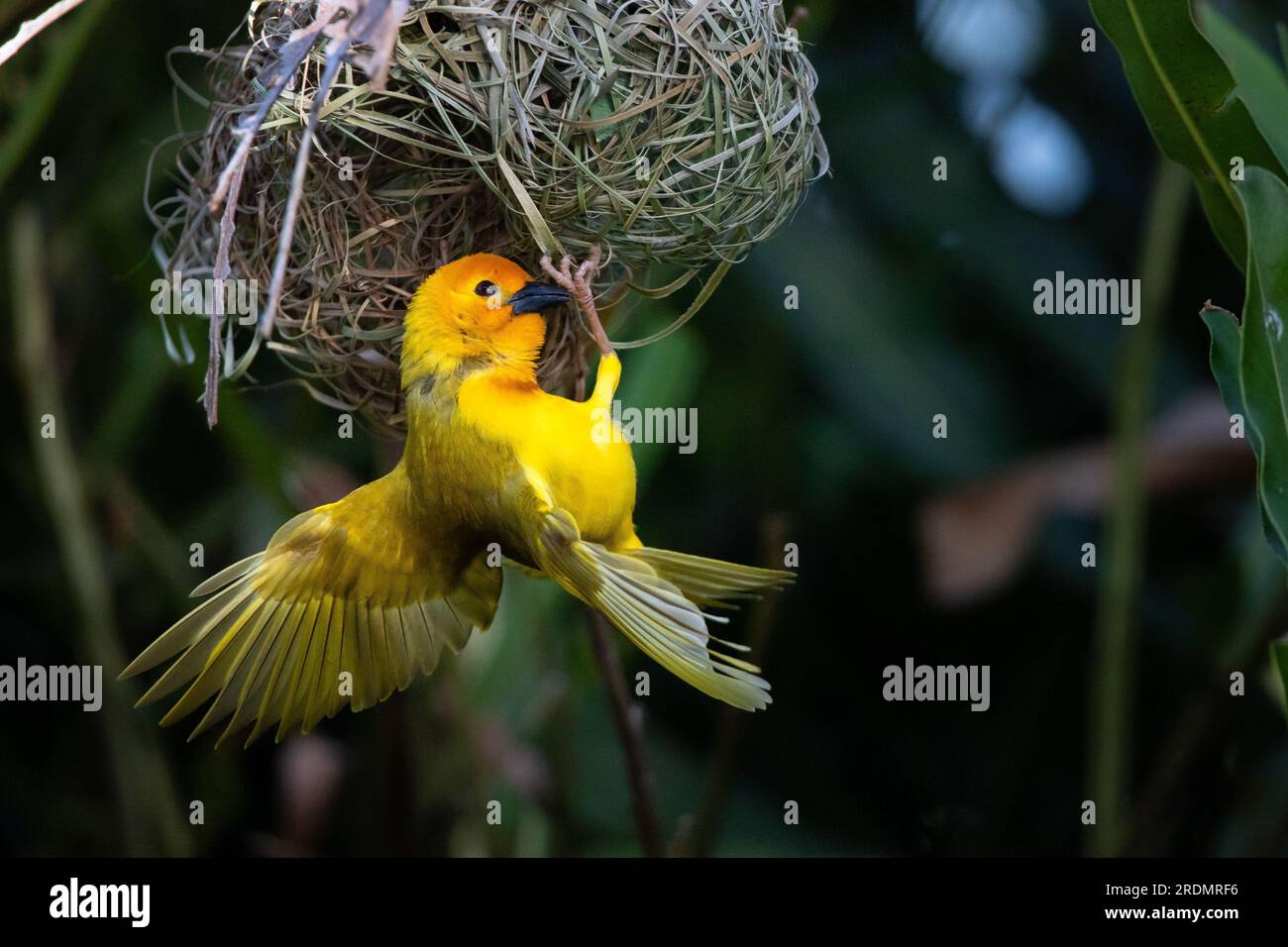The weaver birds (Ploceidae) from Africa, also known as Widah finches ...