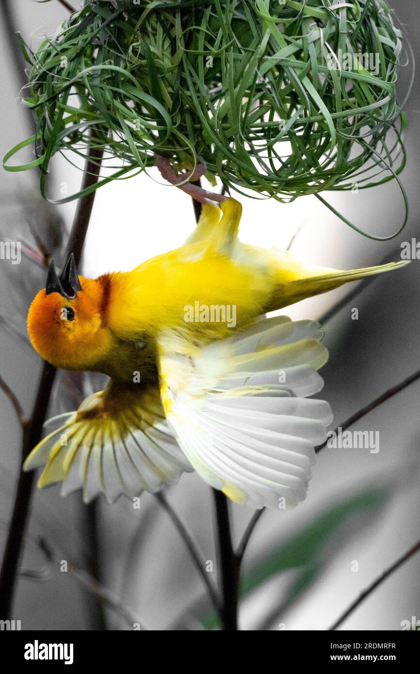 The weaver birds (Ploceidae) from Africa, also known as Widah finches ...