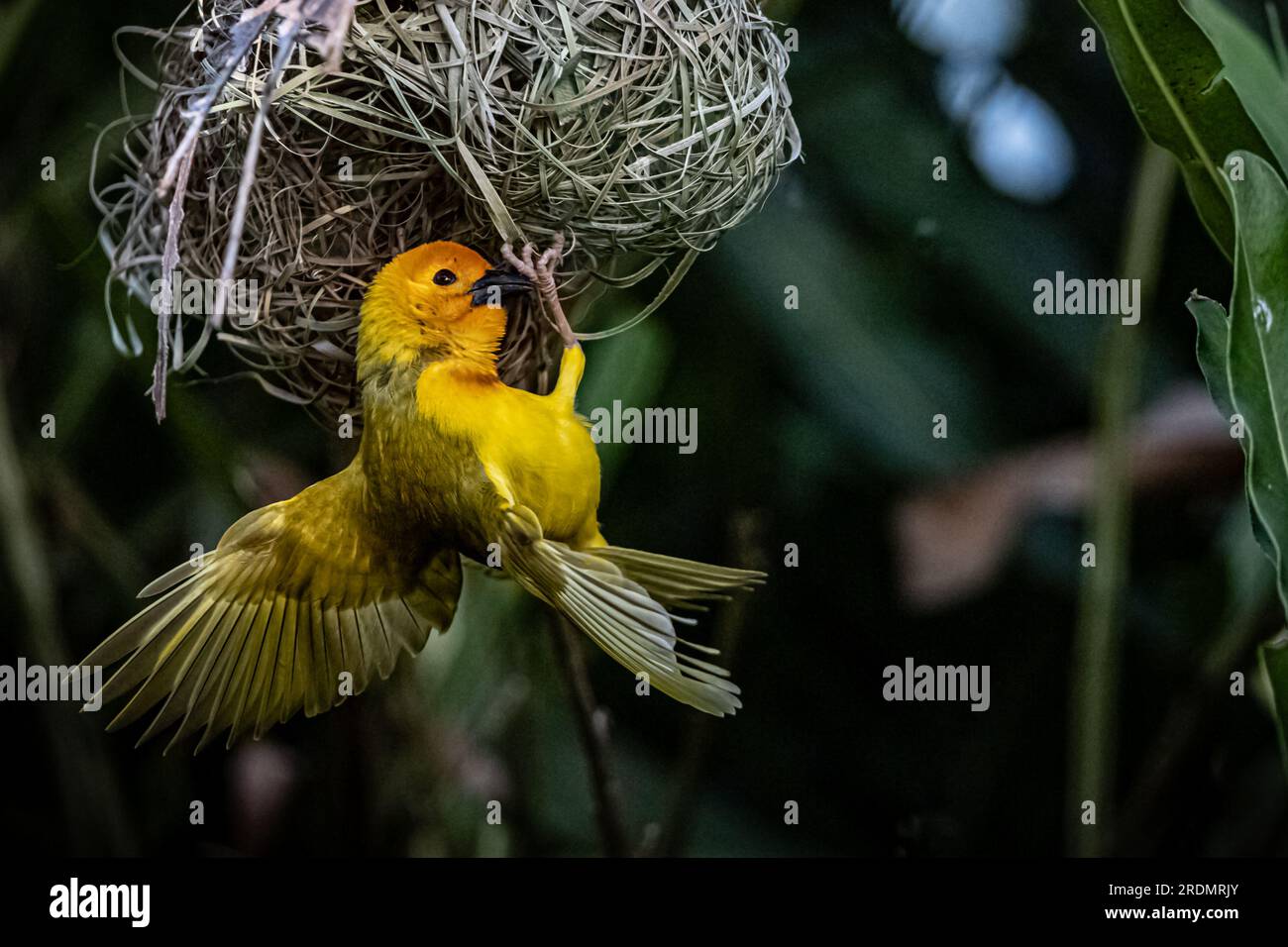 Golden palm weaver nest hi-res stock photography and images - Alamy