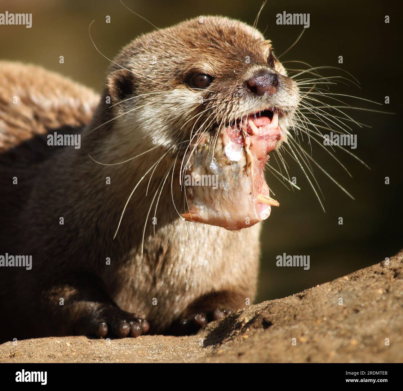 Asian short-clawed otters (Aonyx cinereus), ZSL London Zoo, UK Stock ...